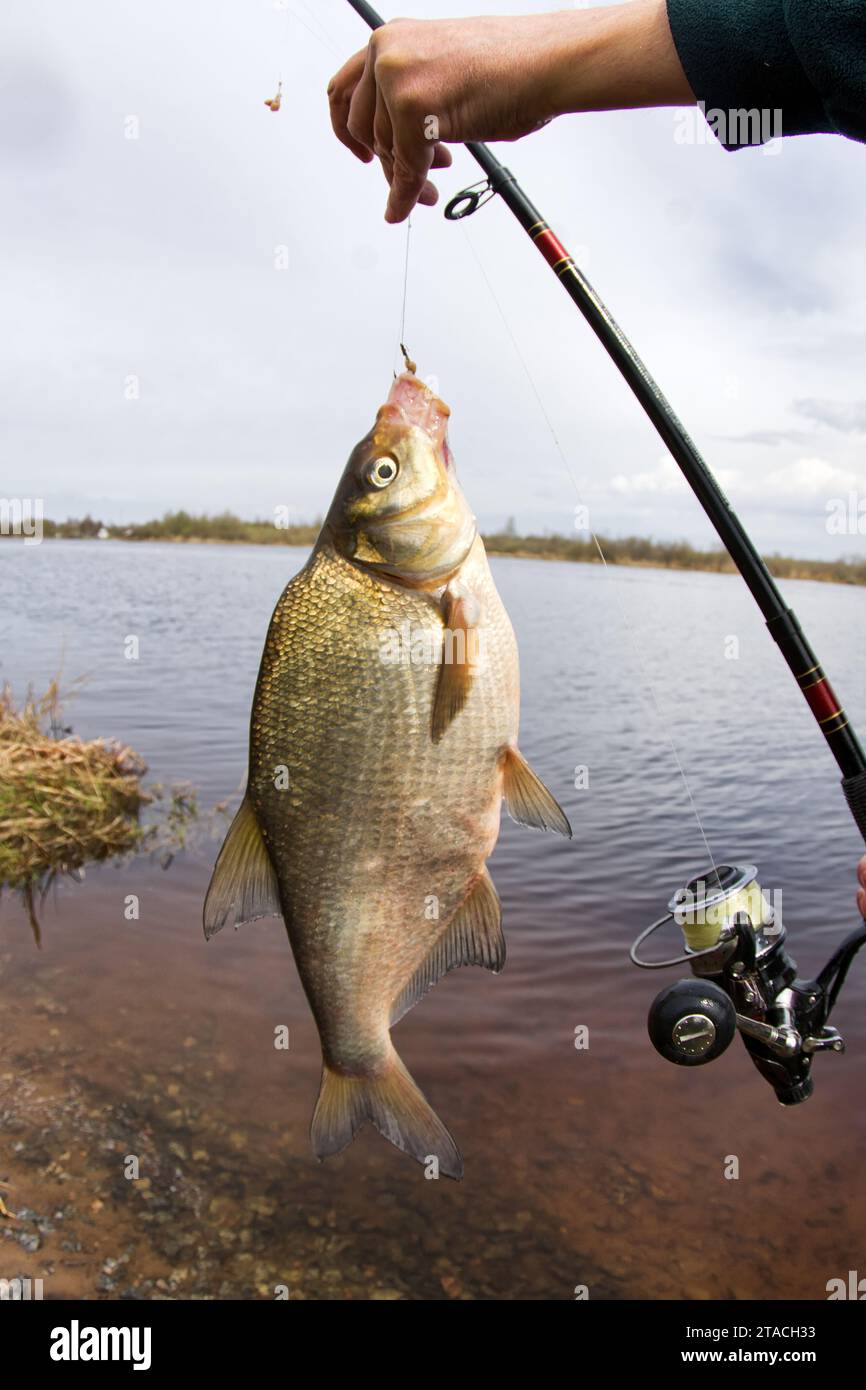 An enviable trophy of a fisherman with a fishing rod in a European ...
