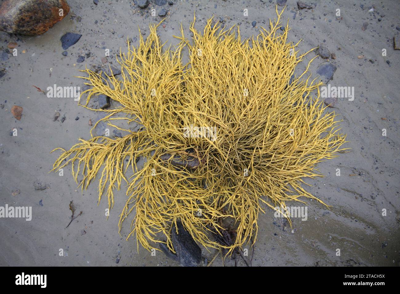 Knotted wrack (Ascophyllum nodosum) at tidel time, mudflat. This algae ...