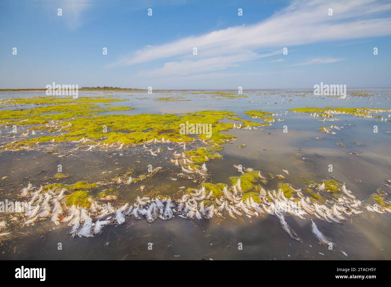 Eutrophication of waters hi-res stock photography and images - Alamy