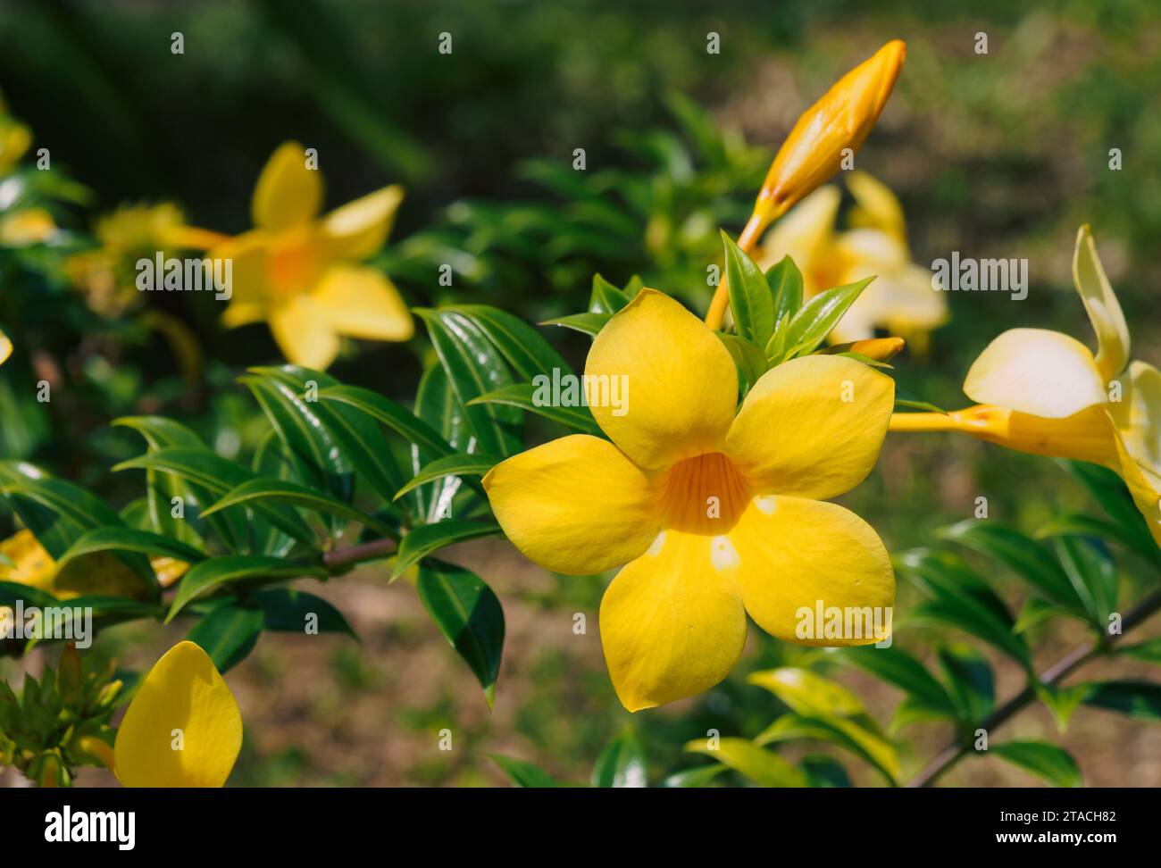 Medium shot, yellow Allamanda with double layer petals with green ...