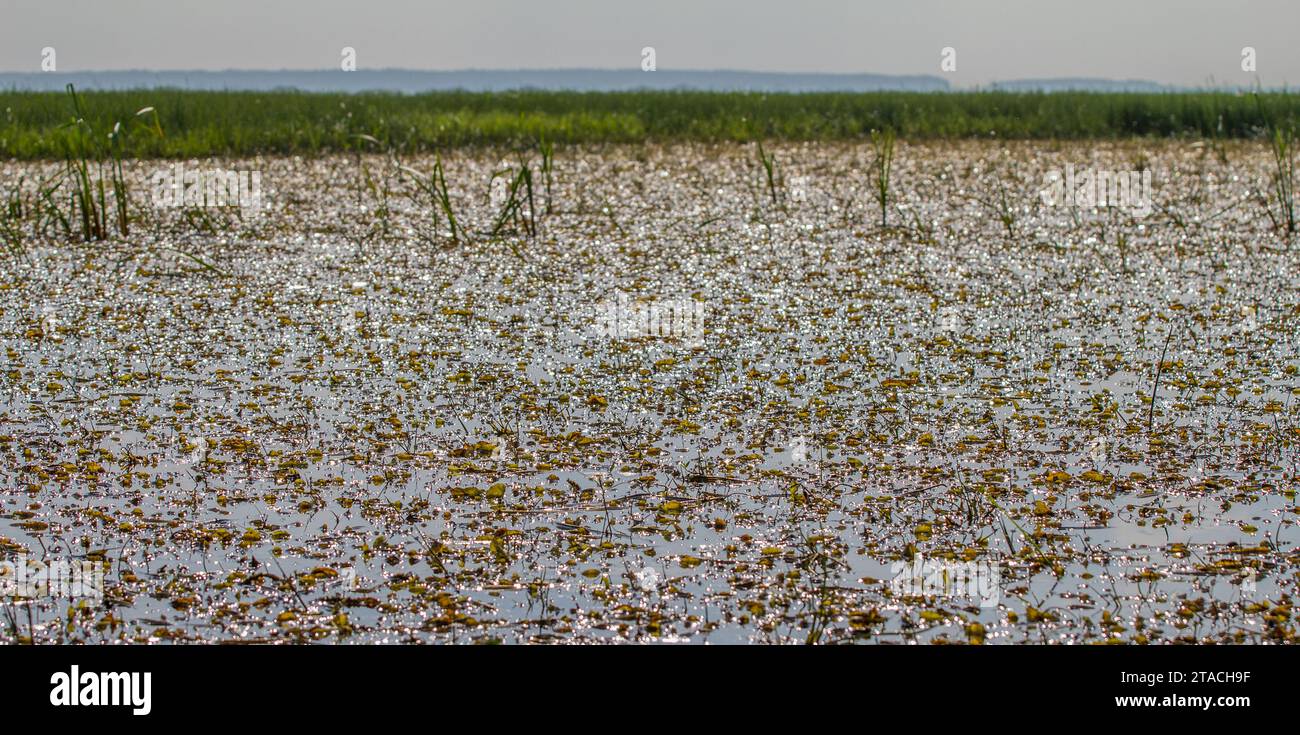 Wetlands. Delta of northern river (river pool) is overgrown with ...