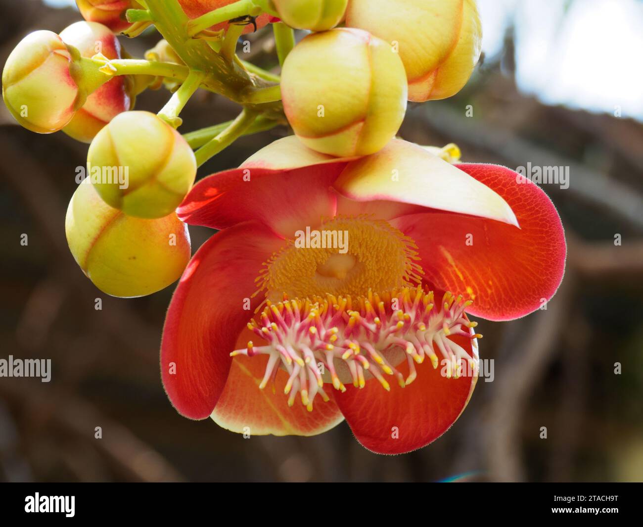 Flower of Couroupita Guianensis known as Cannonball tree or Sal in ...