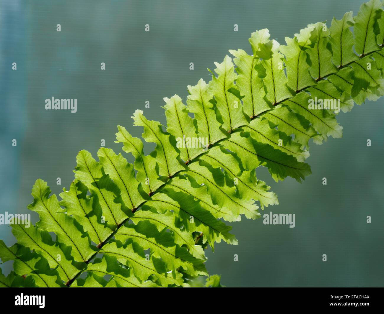 Close-up illuminated Fern leaf on pale green background Stock Photo - Alamy