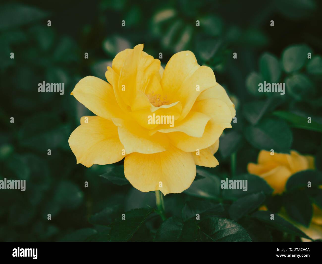 Bright yellow Rose with green leaves background, in garden Stock Photo ...
