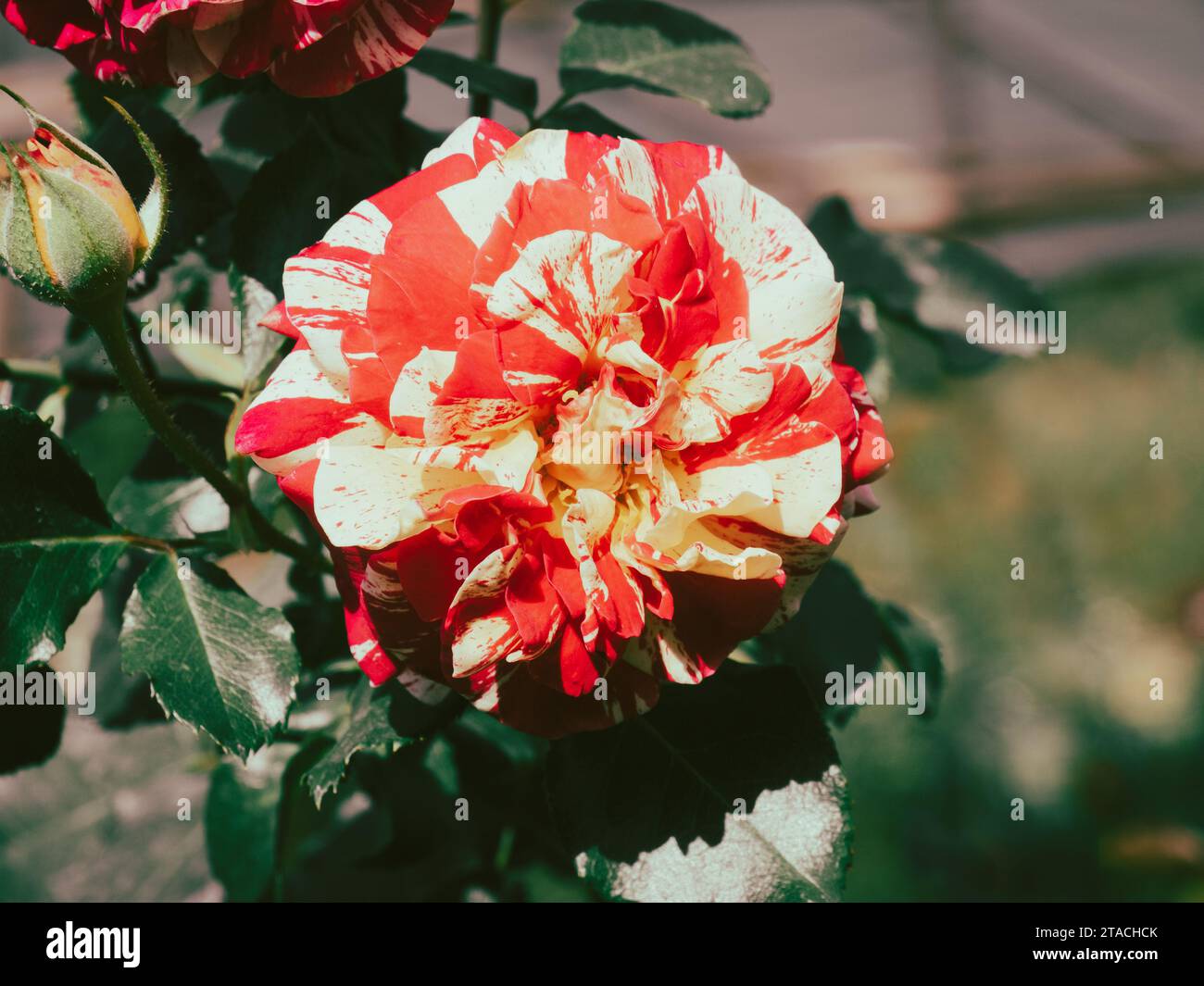 Close-up All American Magic rose. Attractive color in stripe red and ...