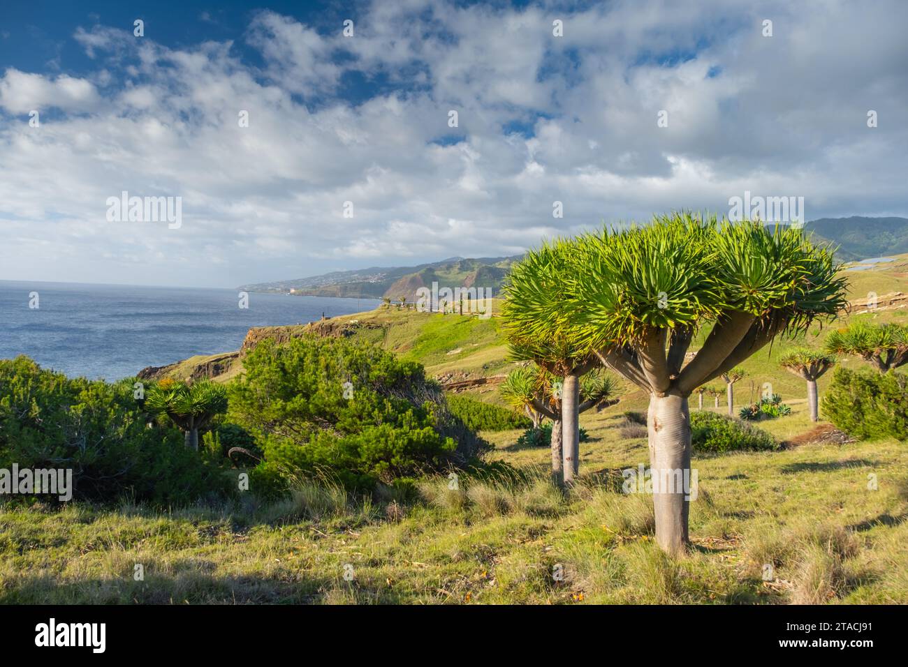 Dragon trees and green landscape on Ponta de Sao Lourenco Madeira ...