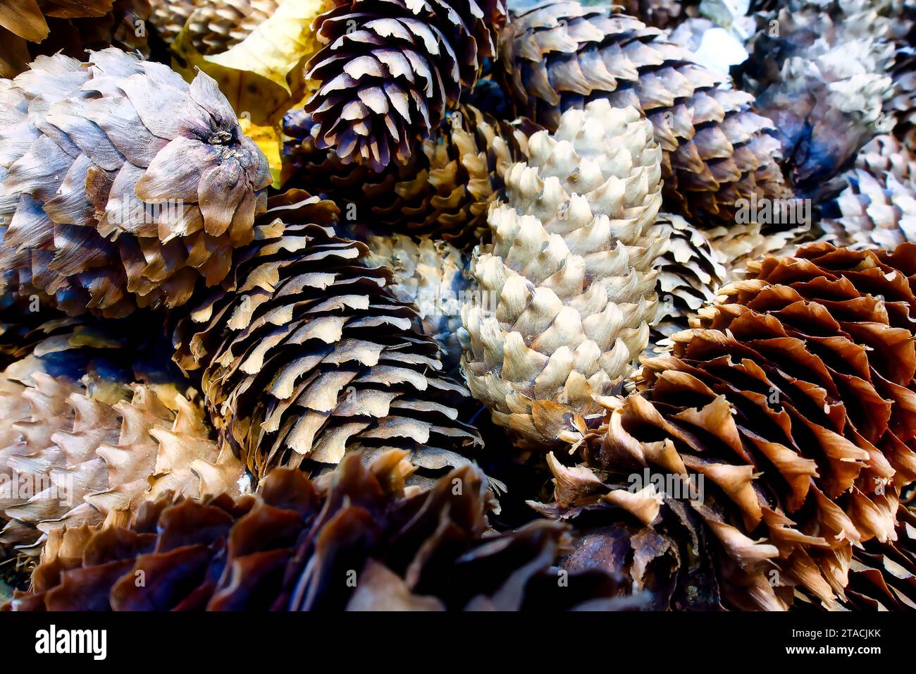 a structure for decoration purposes with various ingredients suitable ...