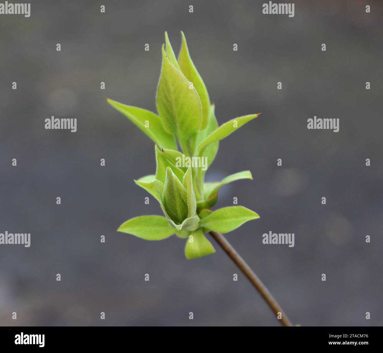 Young Bud With First Leaves On A Thin Tree Branch Closeup Square Photo ...