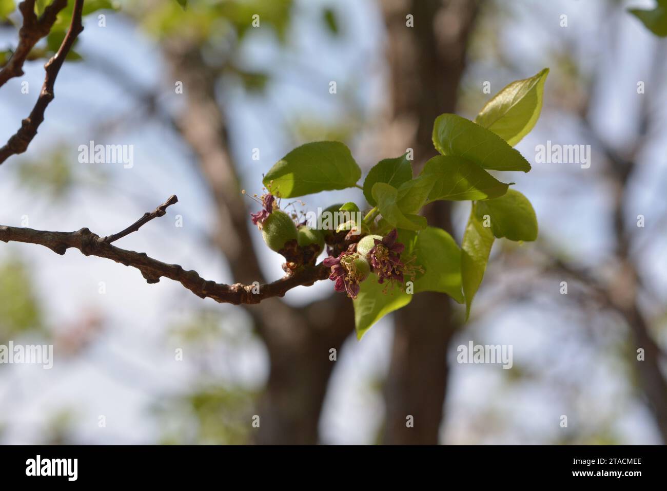 It's spring time apricots on the mother tree the new birth of little ...