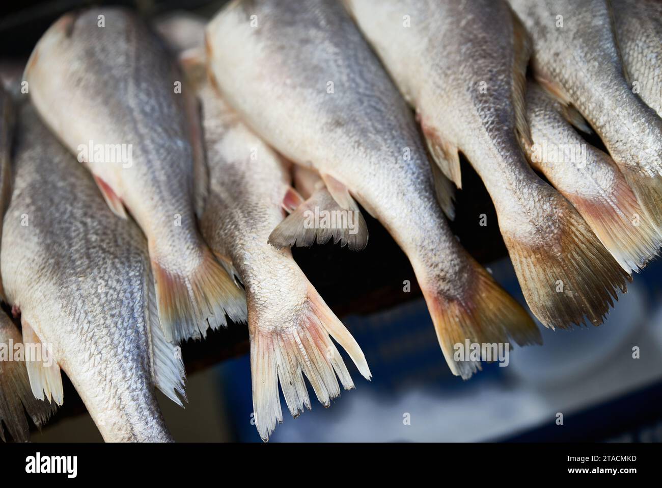 Queues of fish piled up at the Panama City seafood market, Panama City ...