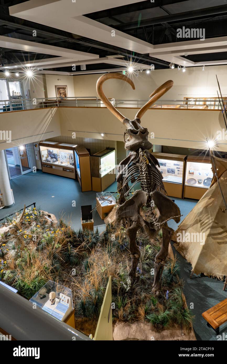 A diorama of a Columbian Mammoth being hunted by a man with an atlatl ...