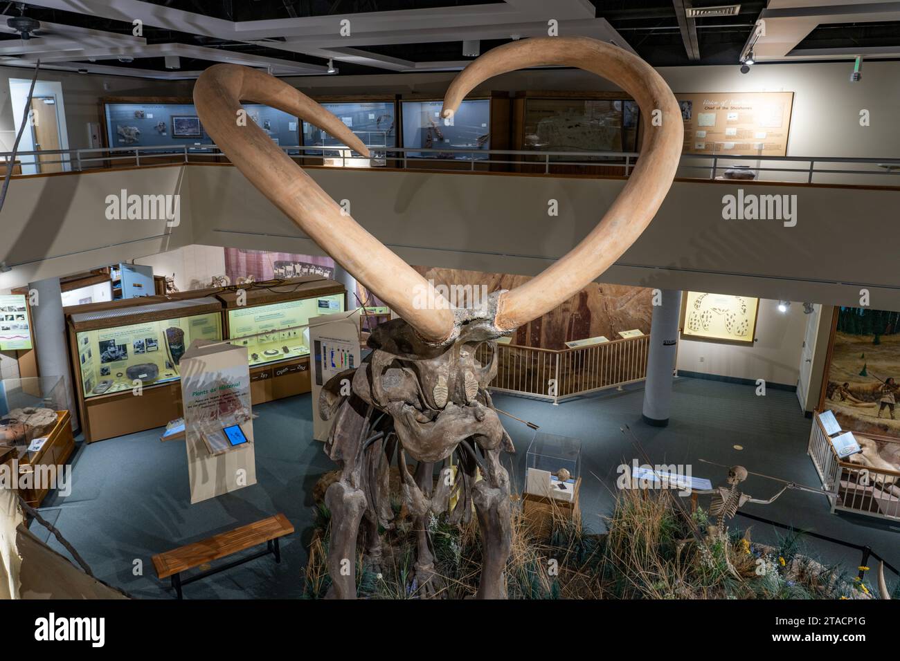 Detail of the tusks & skull of a Columbian Mammoth, Mammuthus columbi ...