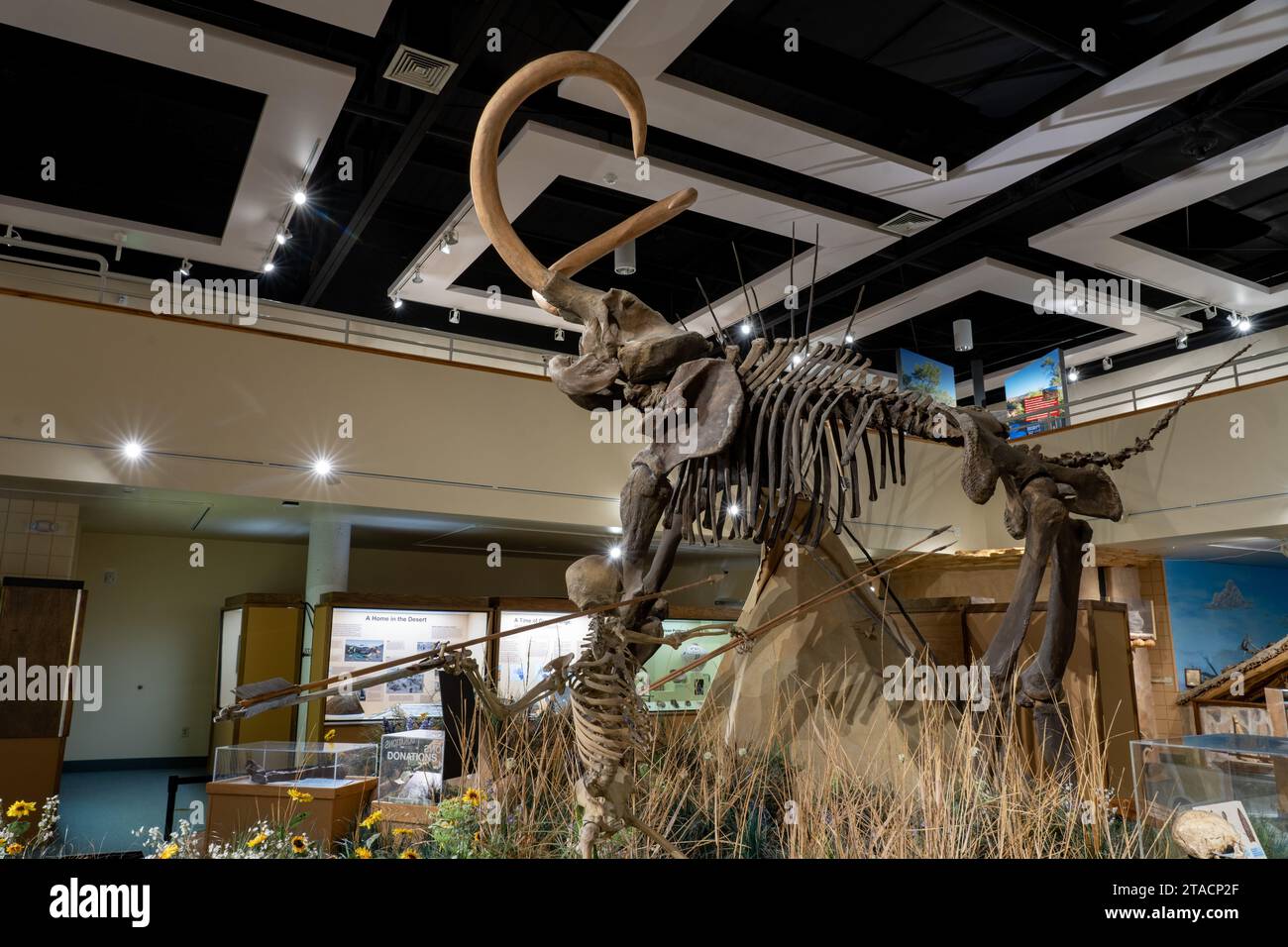 A diorama of a Columbian Mammoth being hunted by a man with an atlatl ...