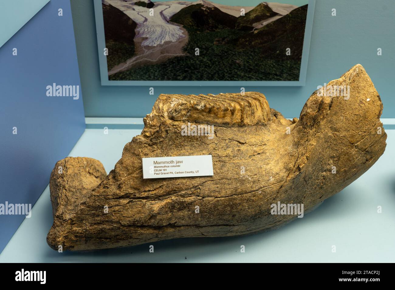 Fragment of fossilized jaw bone of a Columbian Mammoth in the USU ...