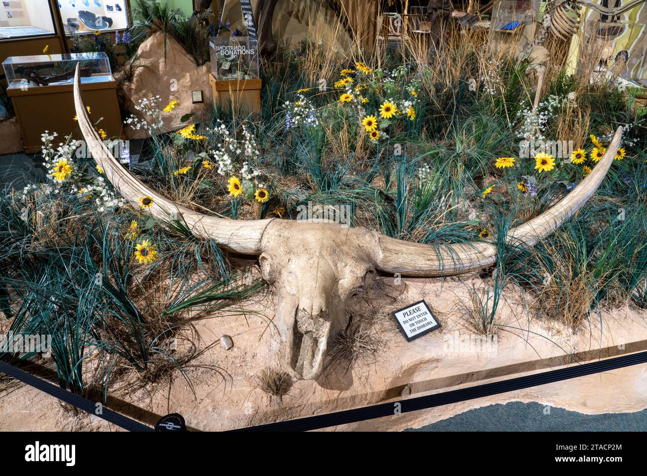 Fossilized skull & horns of a Giant Bison, Bison latifrons, in the USU ...