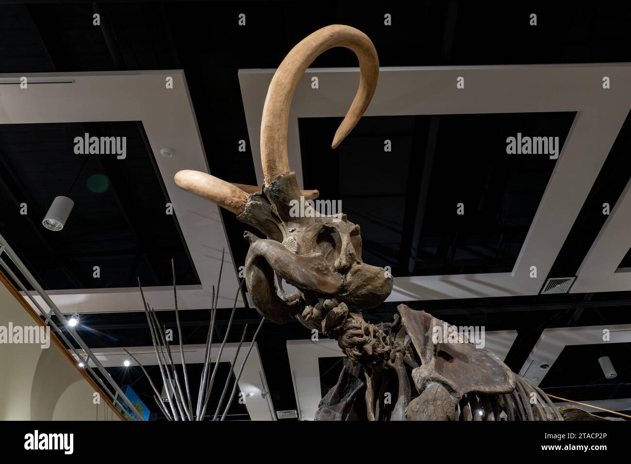 Detail of the tusks & skull of a Columbian Mammoth, Mammuthus columbi ...