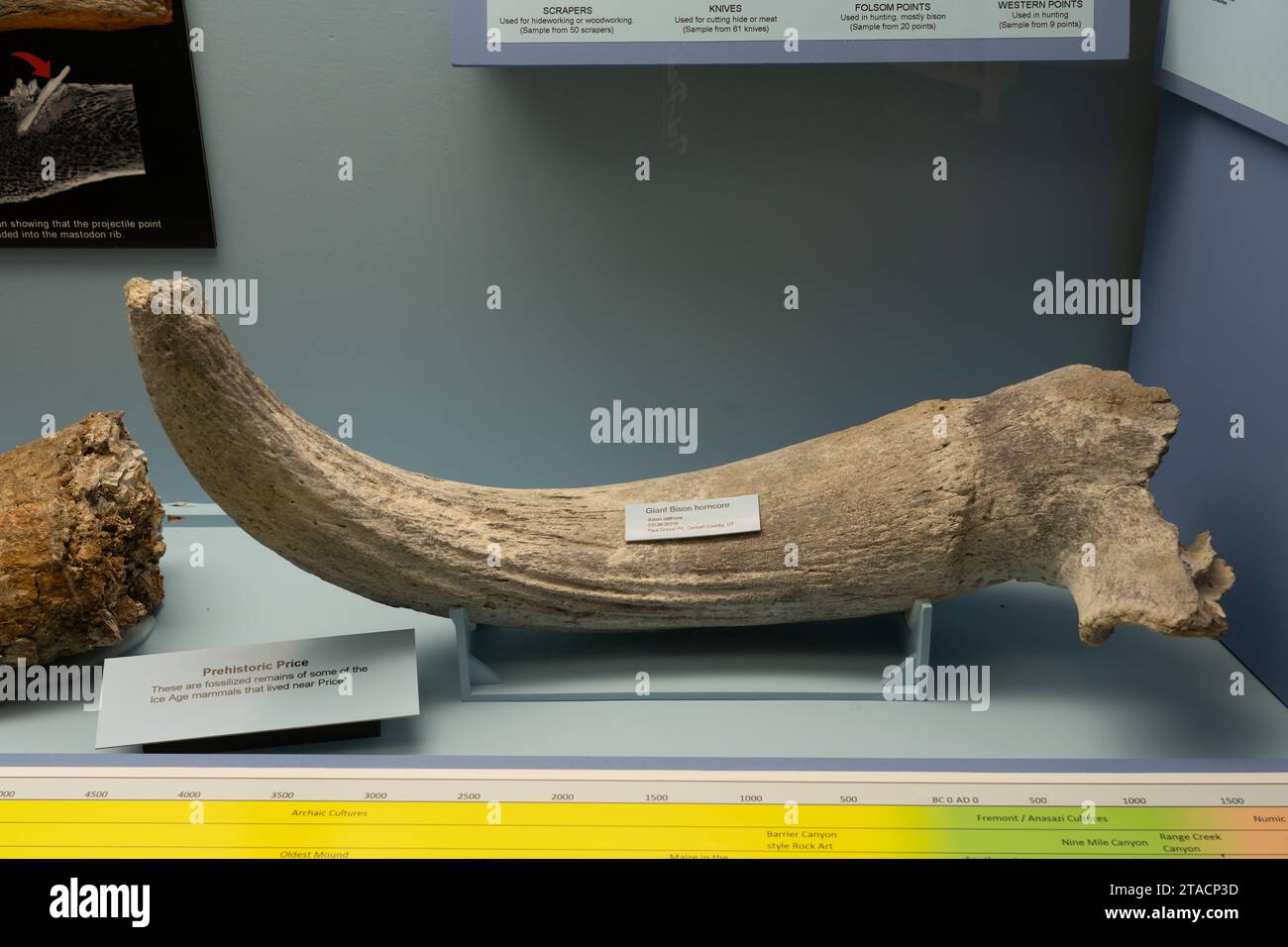 Fossilized horn of a Giant Bison, Bison latifrons, in the USU Eastern ...