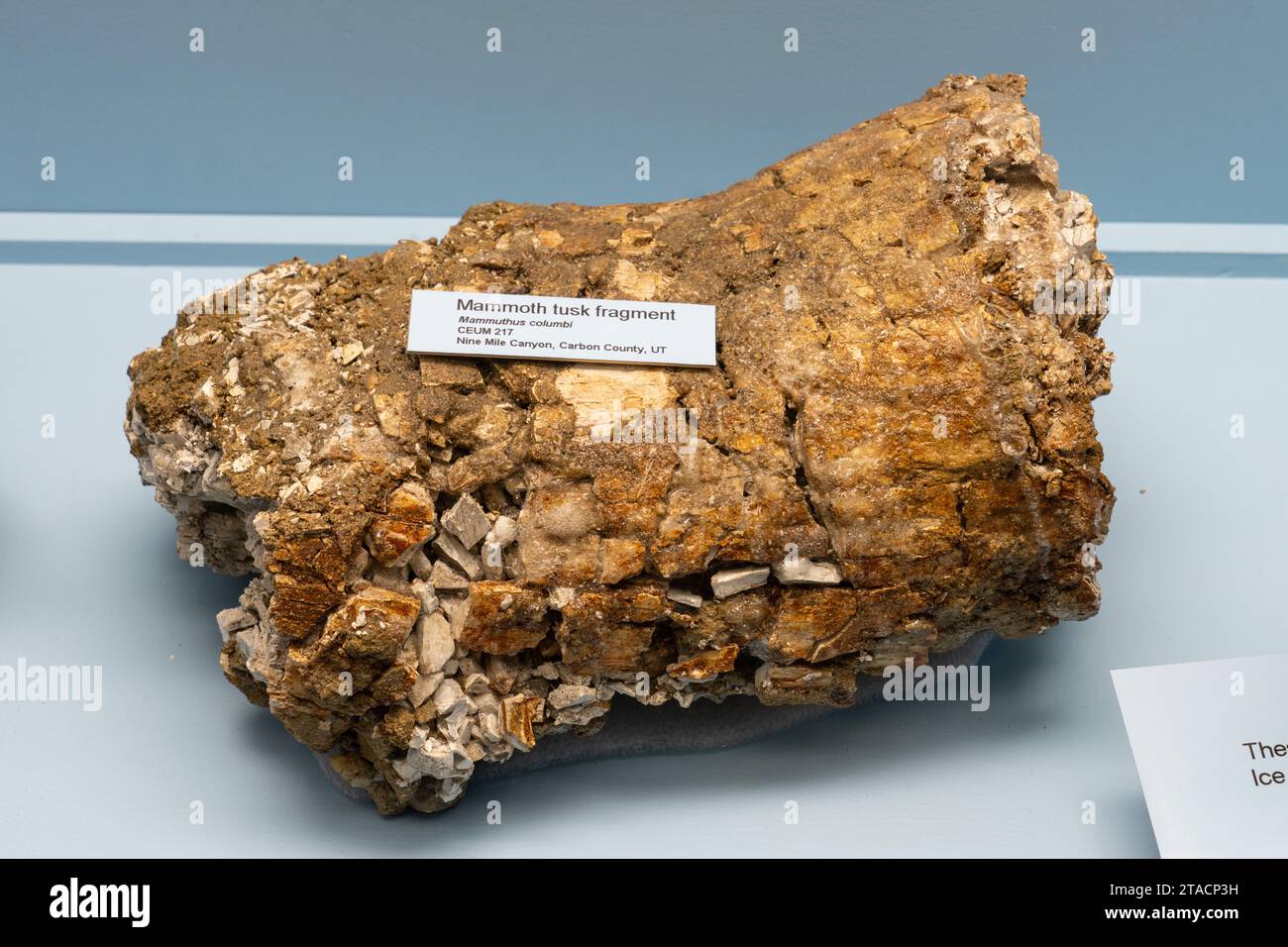 Fragment of a fossilized tusk of a Columbian Mammoth in the USU Eastern ...