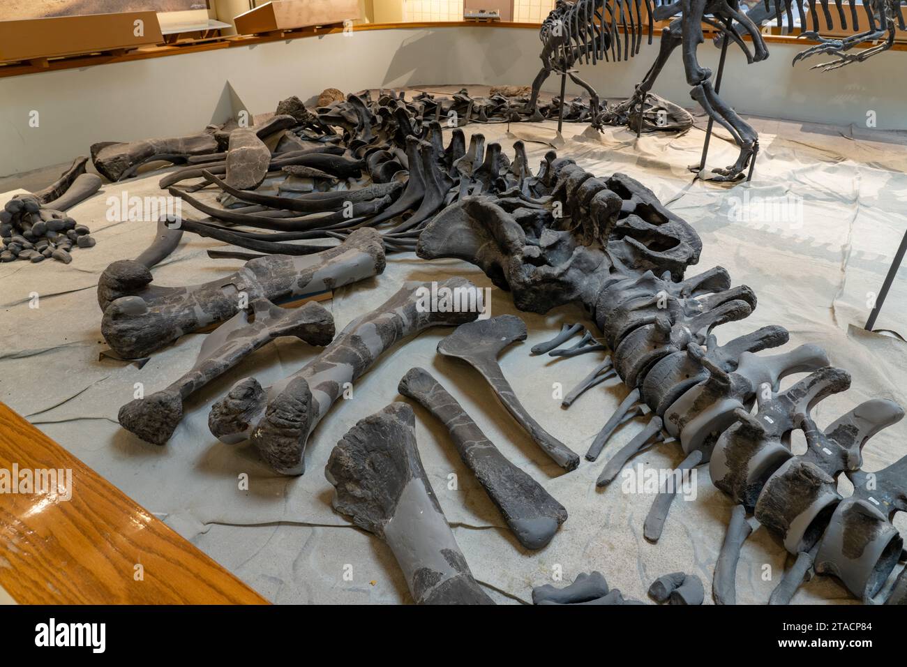 Skeleton of a camarasaurus, a long-necked herbivorous dinosaur, in the ...