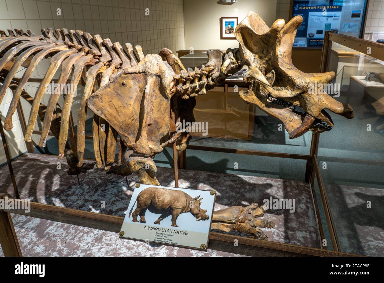 Skeleton cast of Uintatherium anceps, a rhinoceros-like mammal, in the ...