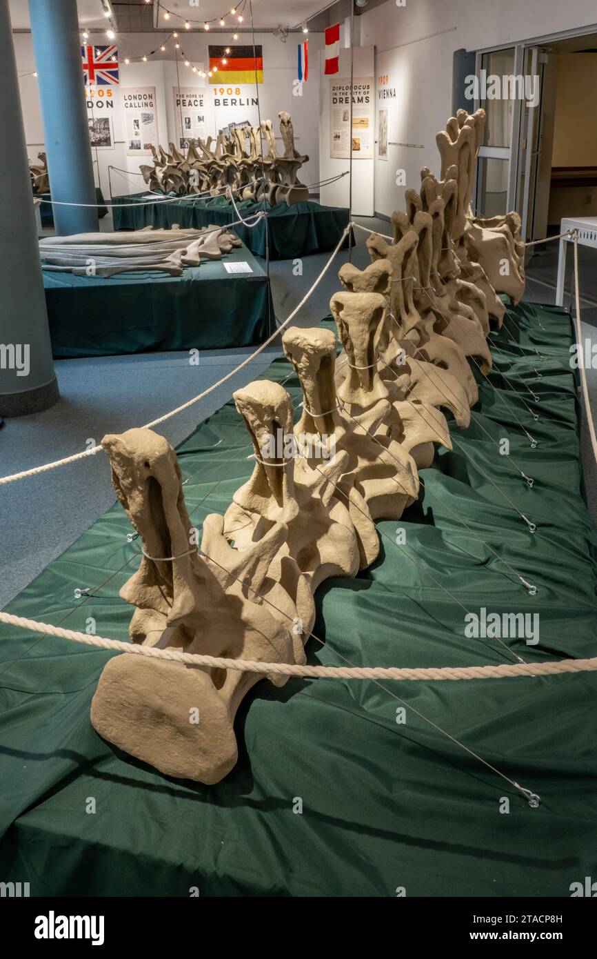 Casts of vertebrae of Diplodocus carnegii, a large sauropod, in the USU ...