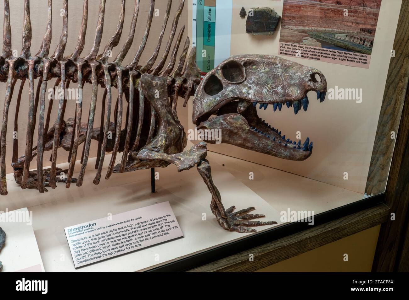 Skeleton cast of a dimetrodon, a sail-back reptile, in the USU Eastern ...