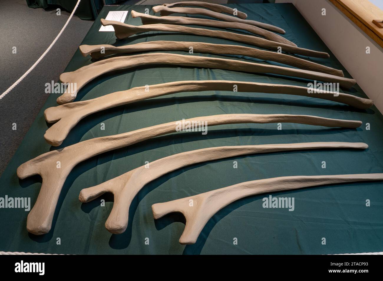 Casts of rib bones of Diplodocus carnegii, a large sauropod, in the USU ...