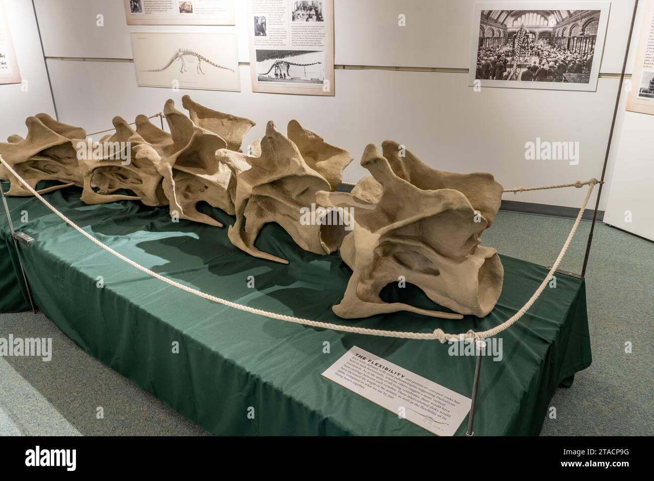 Casts of the neck vertebrae of Diplodocus carnegii, a large sauropod ...