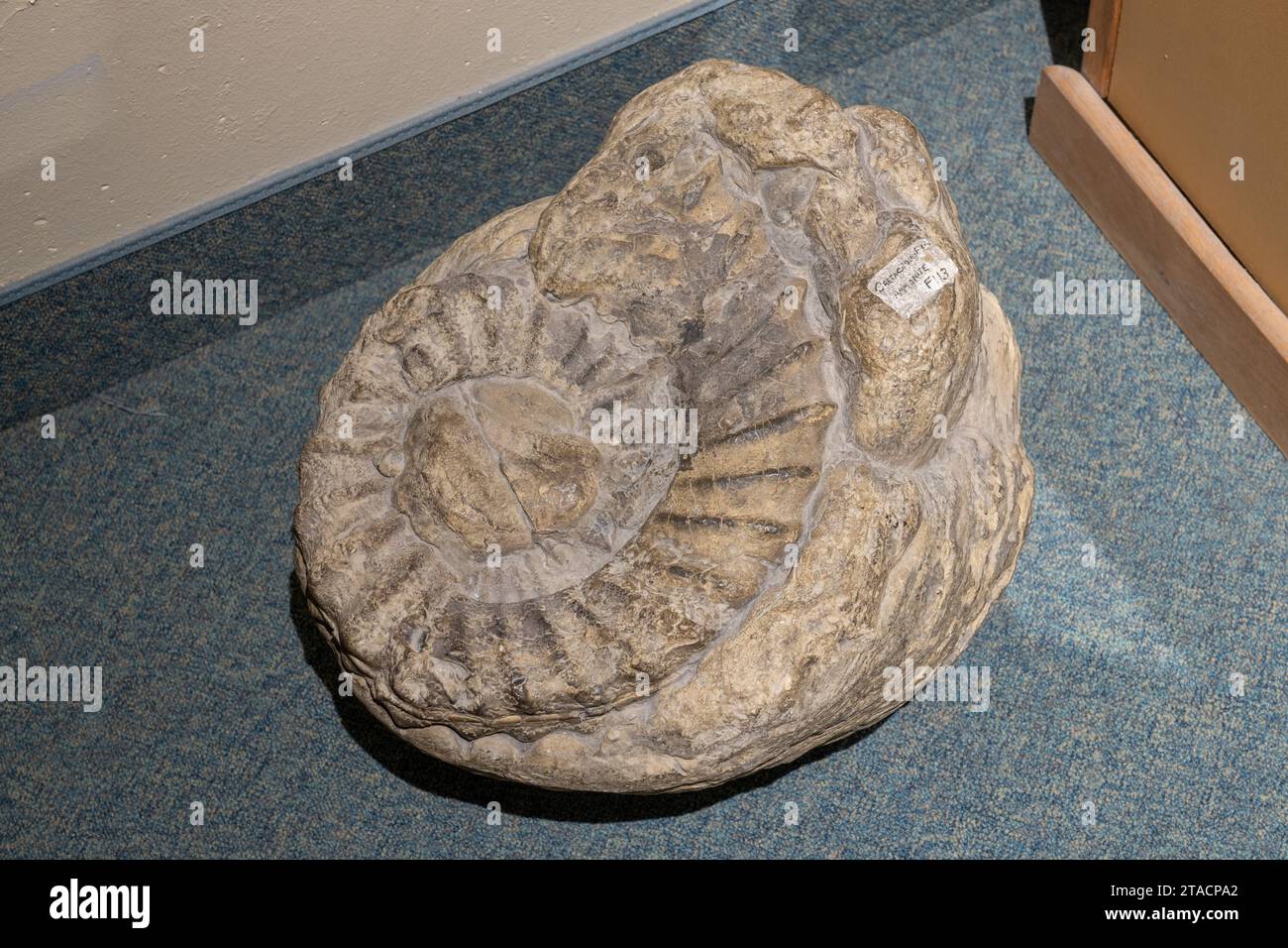 A large ammonite fossil in the USU Eastern Prehistoric Museum in Price ...