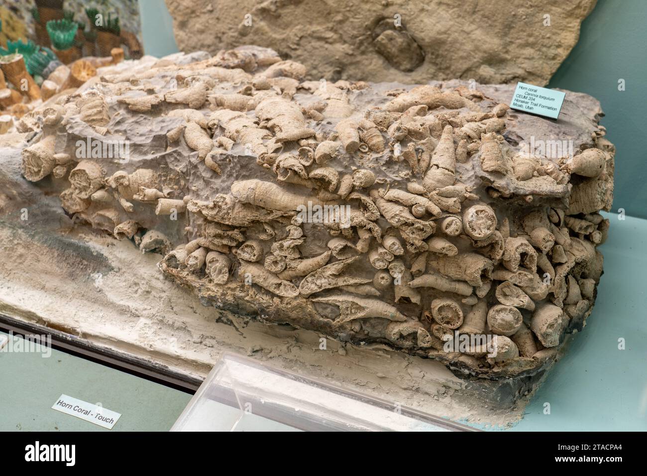 Tertacorallia hi-res stock photography and images - Alamy