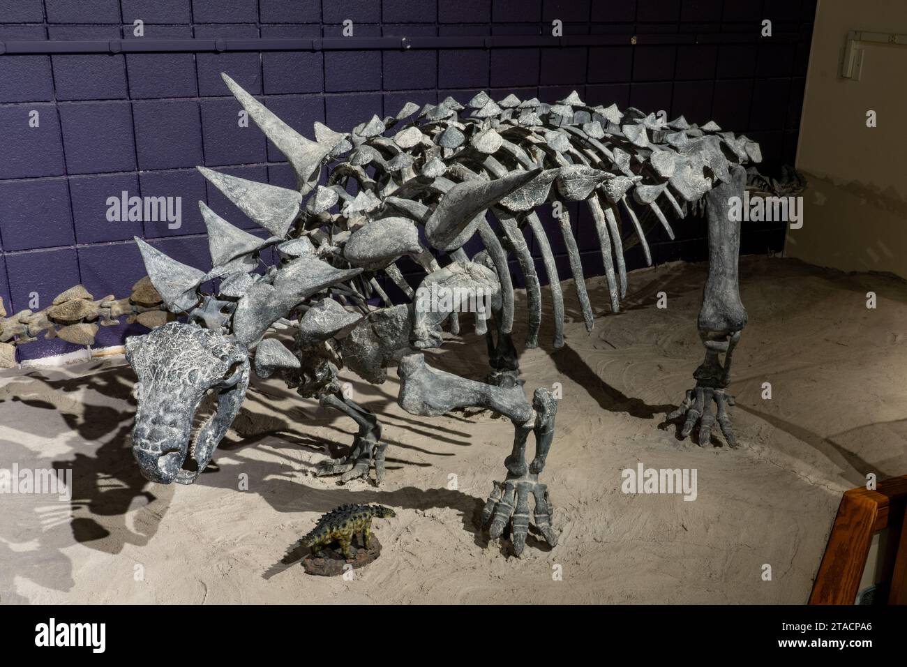 Reconstructed skeleton of an Animantarx ramaljonesi, an armor-plated ...