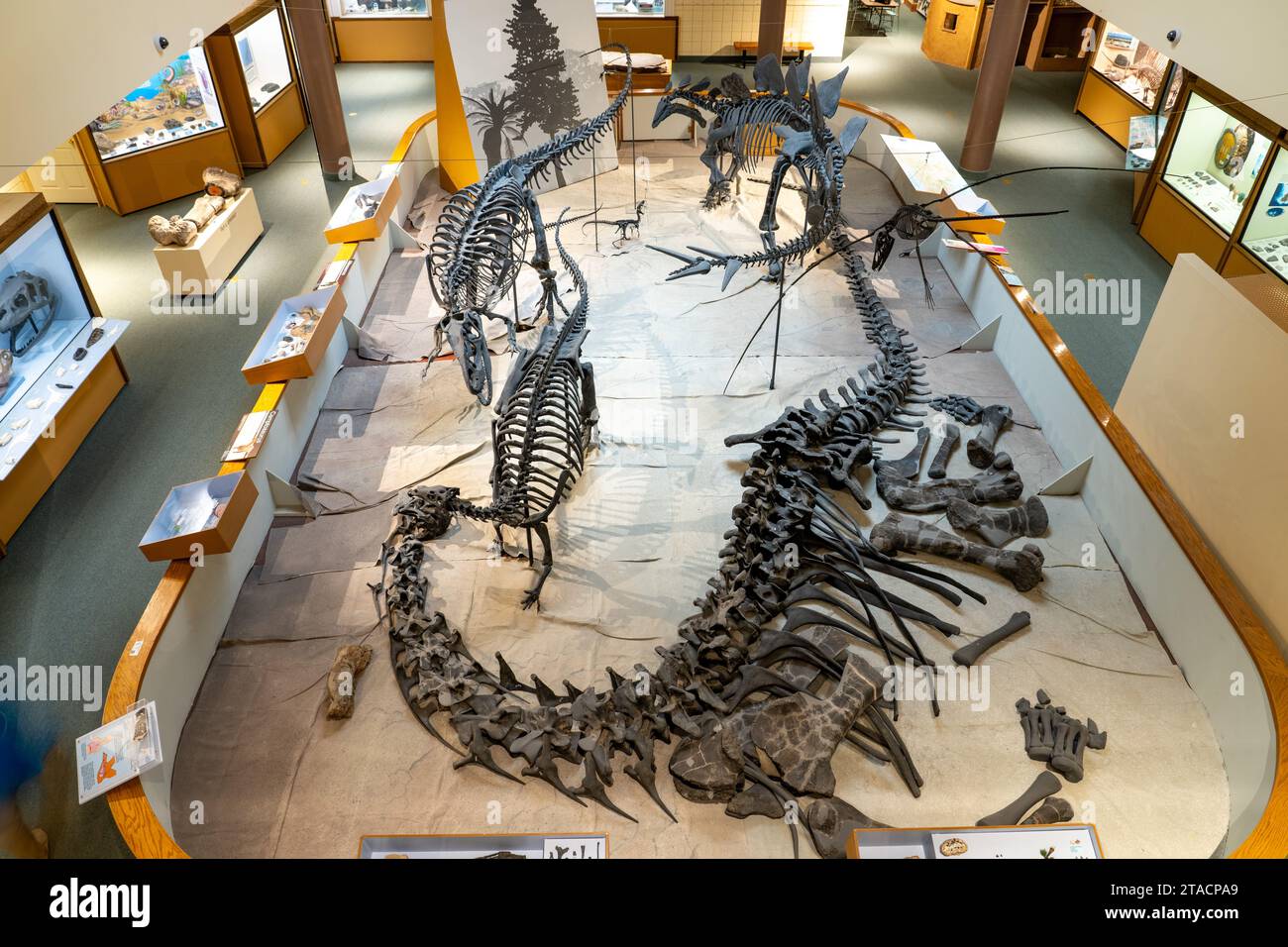 Display of various dinosaur skeletons in the USU Eastern Prehistoric ...
