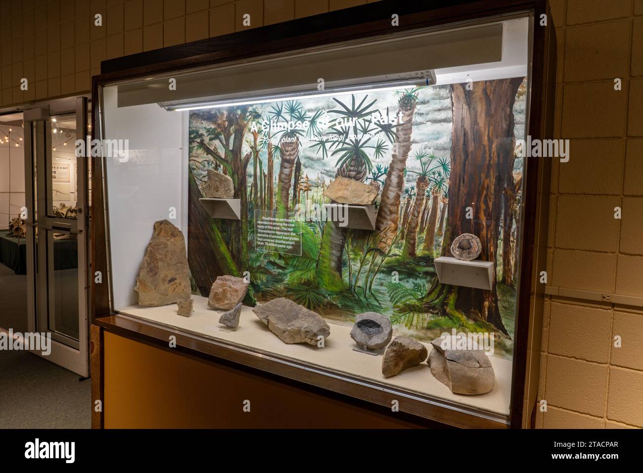 A display of fossilized plants in the USU Eastern Prehistoric Museum in ...