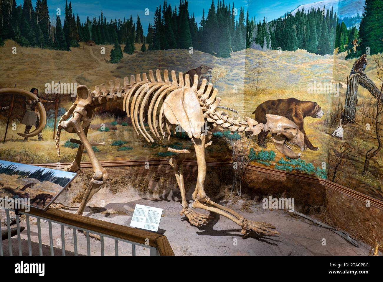 Skeleton of a Short-faced Bear, Arctodus simus, in the USU Eastern ...