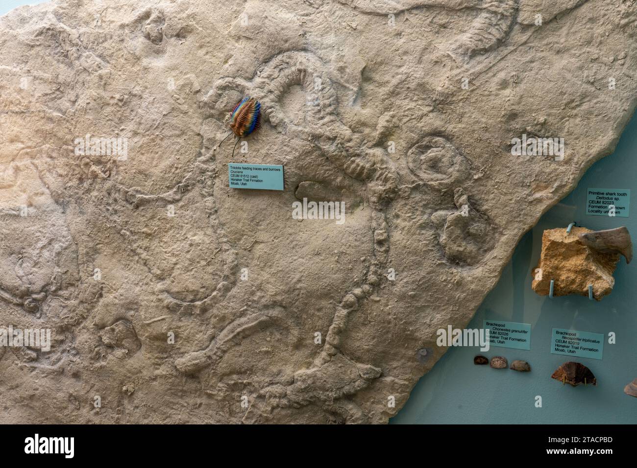 Trace fossil burrows hi-res stock photography and images - Alamy