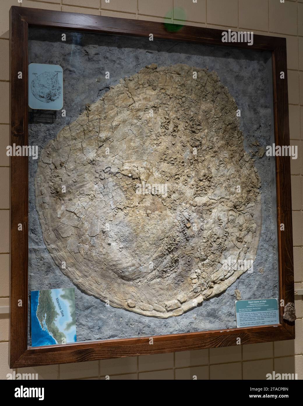 Fossil of a giant clam, Platyceramus plantinus, in the USU Eastern ...
