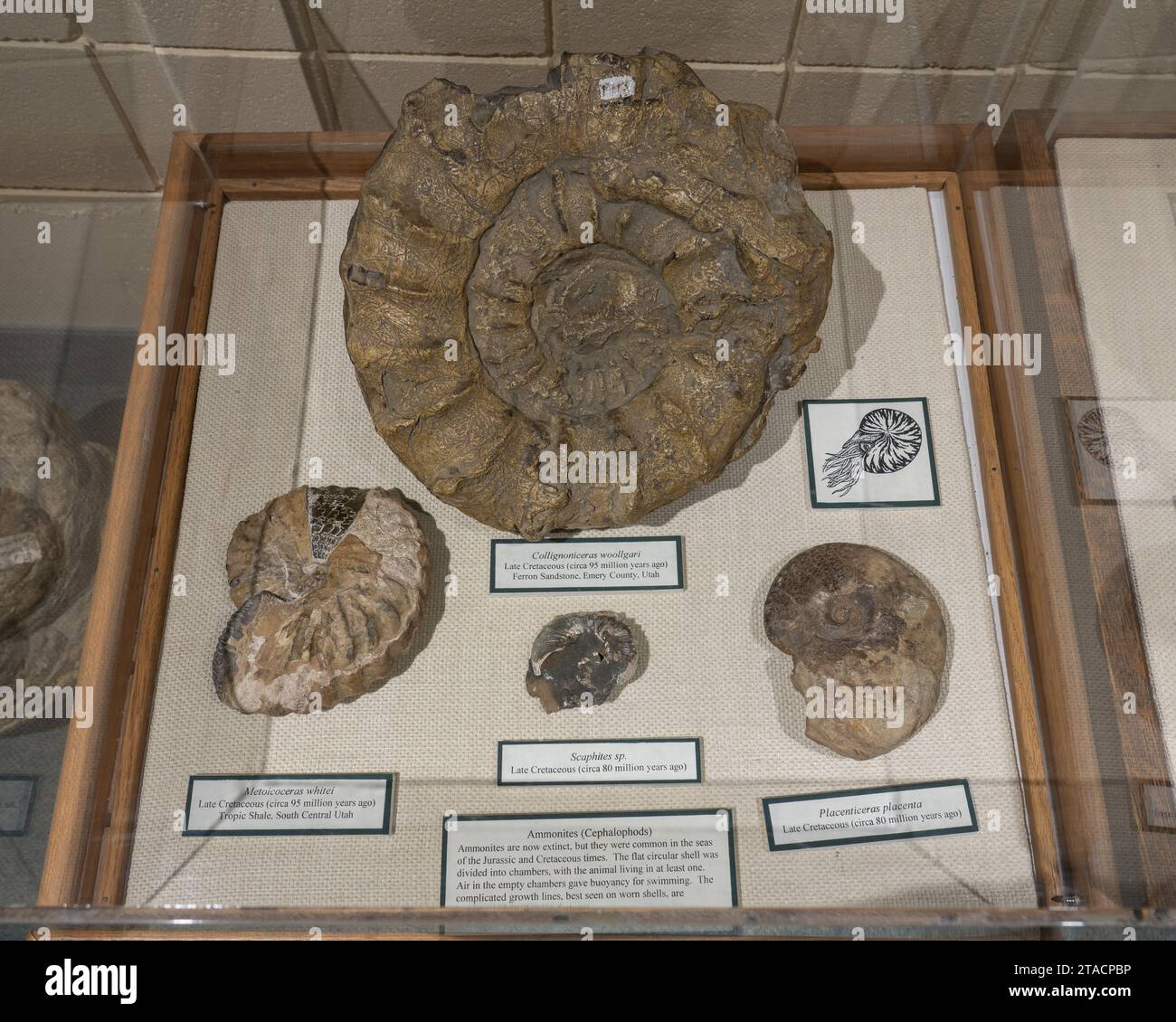 Display of ammonite fossils in the USU Eastern Prehistoric Museum in ...