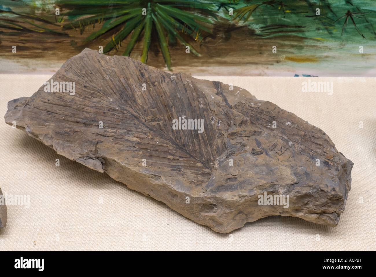 A fossilized cycad leaf in the USU Eastern Prehistoric Museum in Price ...