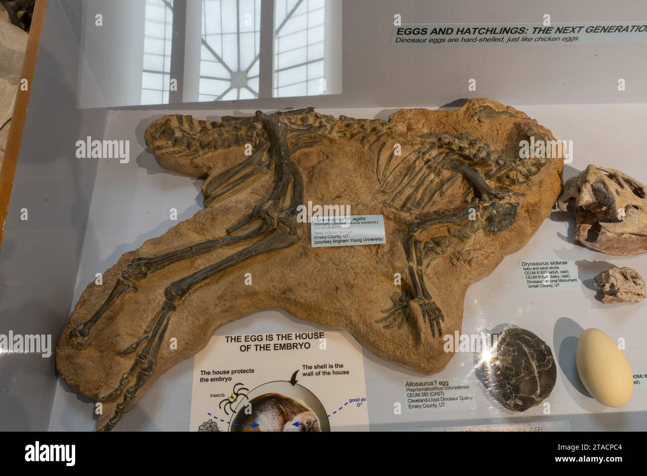 Nanosaurus agilis hi-res stock photography and images - Alamy