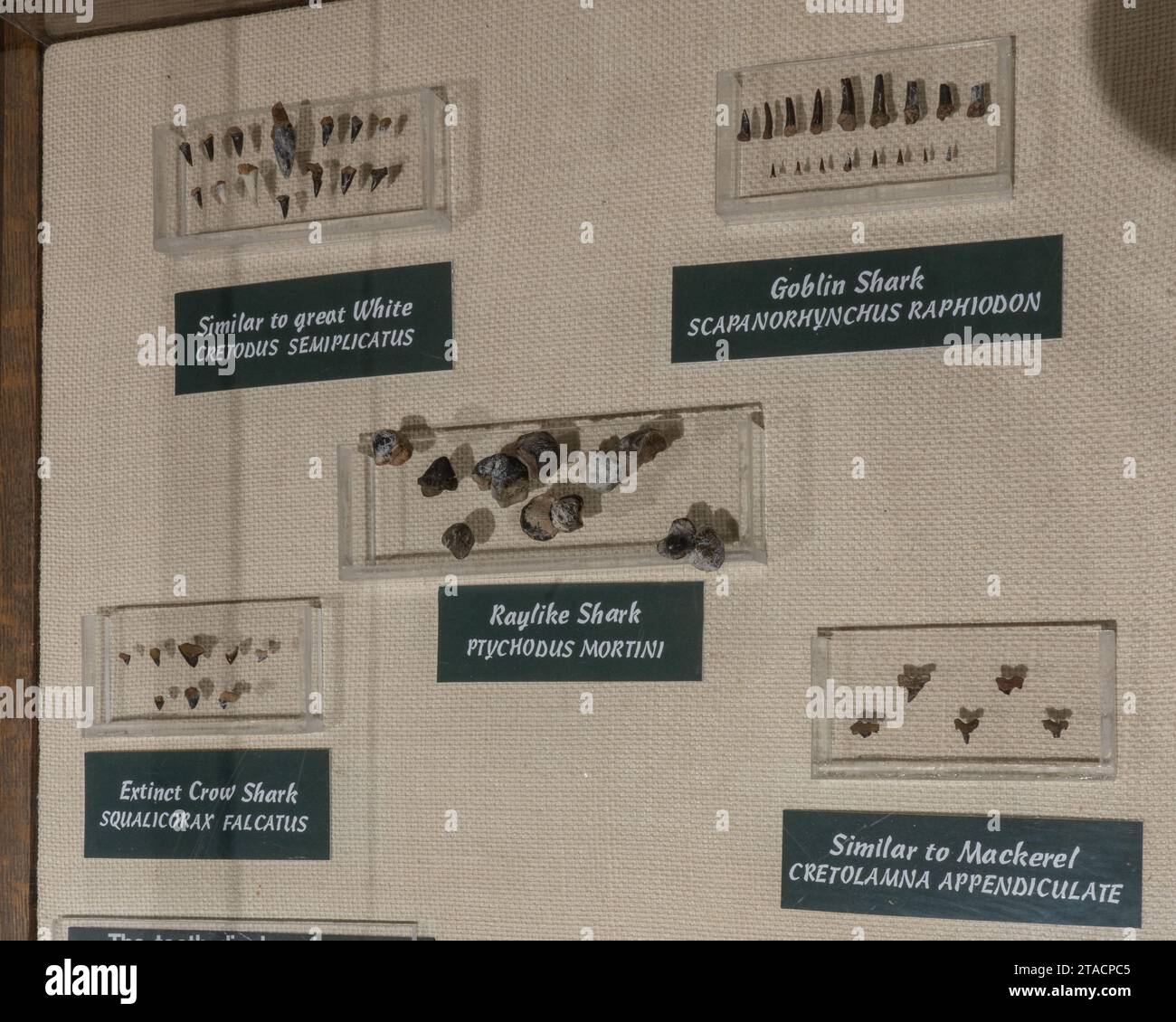 Display of fossilized teeth of sharks in the USU Eastern Prehistoric ...