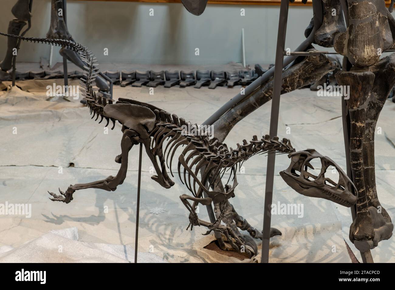 Skeleton cast of a juvenile Allosaurus fragilis in the USU Eastern ...