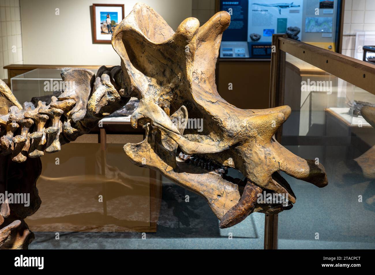 Skeleton cast of Uintatherium anceps, a rhinoceros-like mammal, in the ...