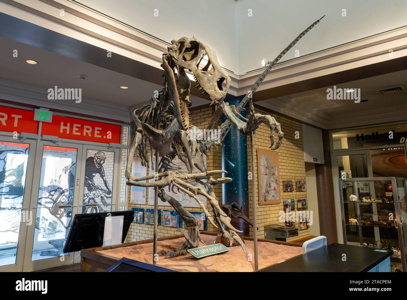 Skeleton cast of the Utahraptor, Utahraptor ostrommaysi, in the USU ...