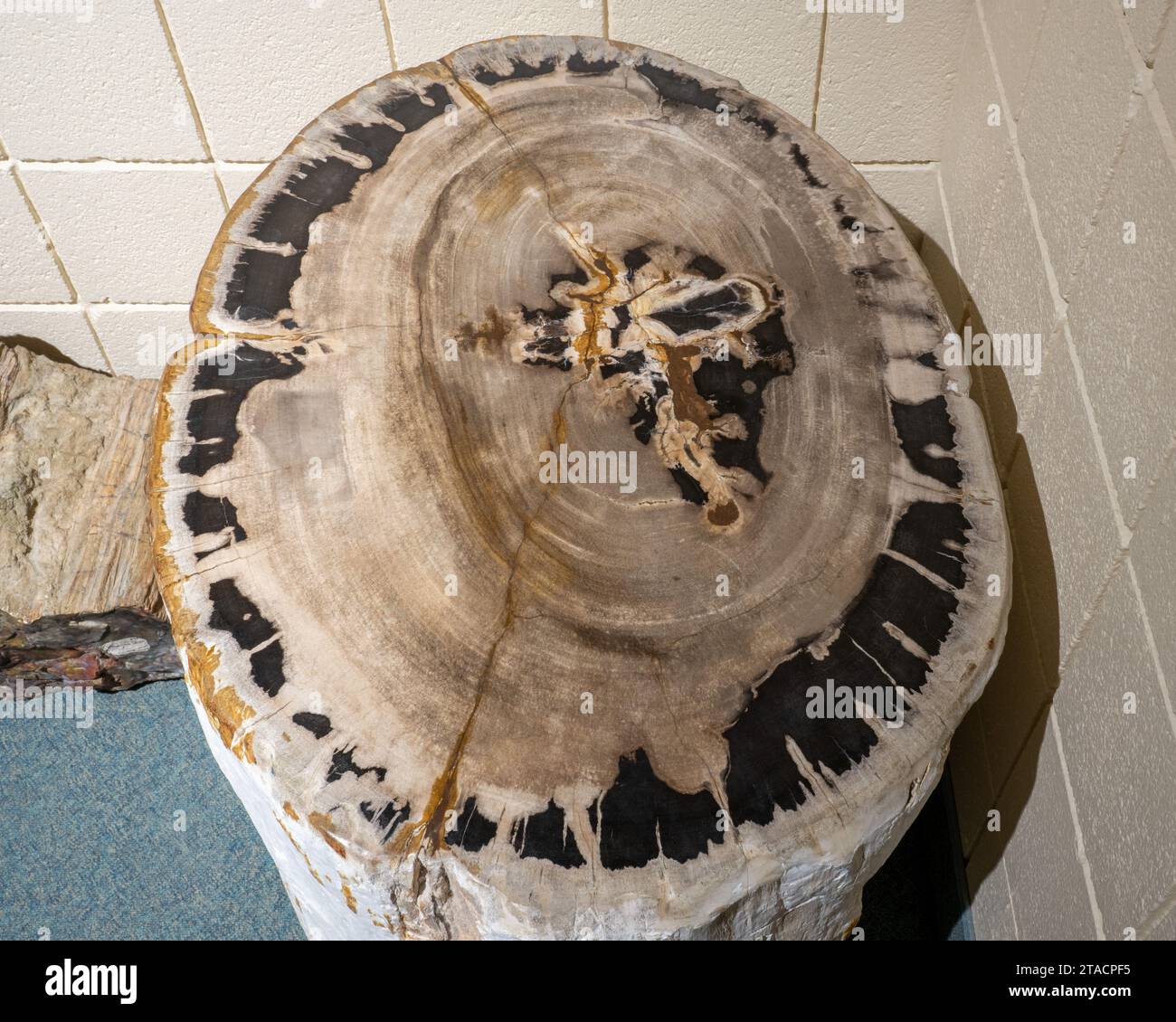 A colorful petrified log in the USU Eastern Prehistoric Museum in Price ...