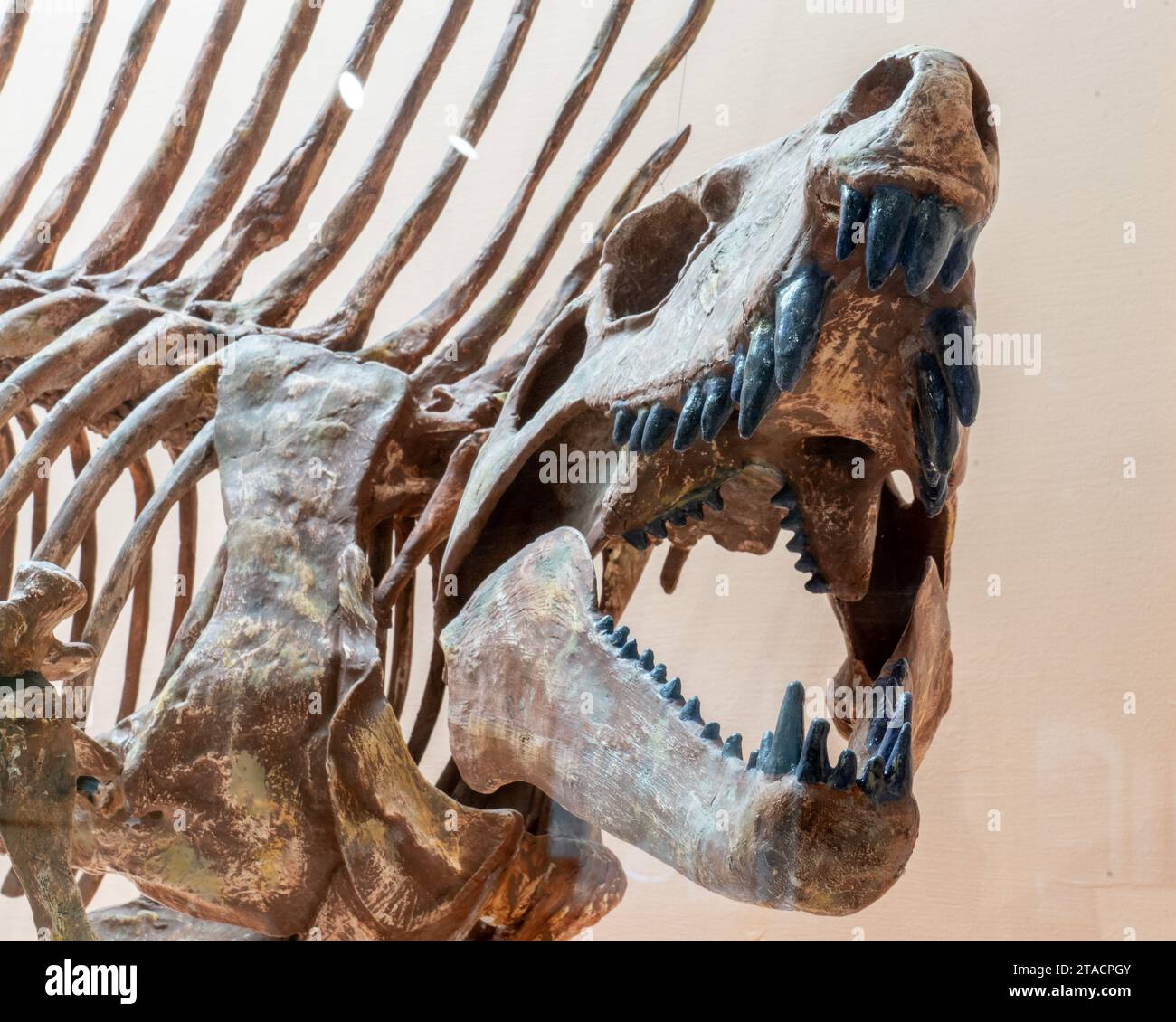 Skeleton cast of a dimetrodon, a sail-back reptile, showing teeth on ...