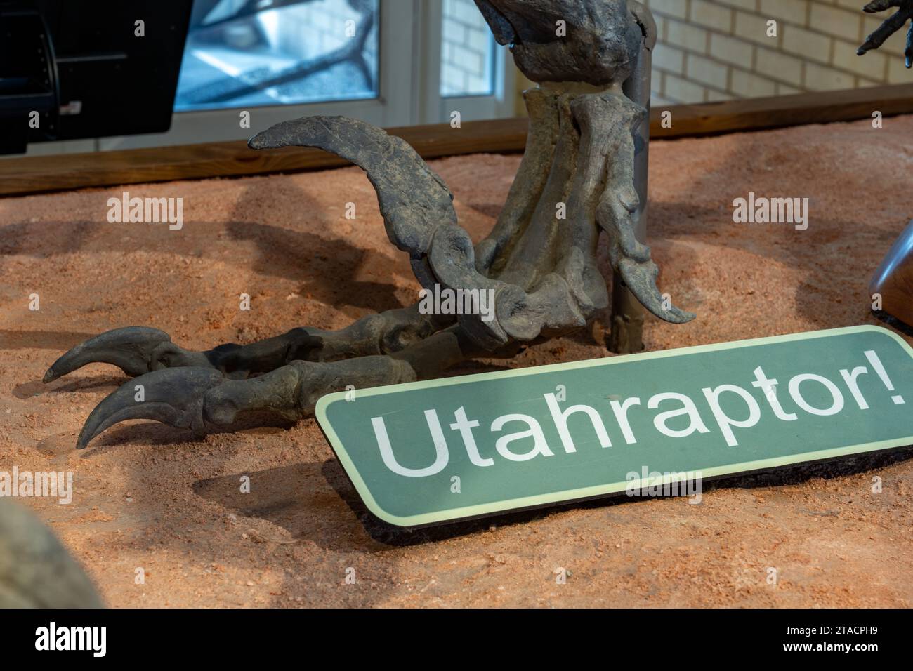 Killing claw or ungual of Utahraptor, Utahraptor ostrommaysi, in the ...