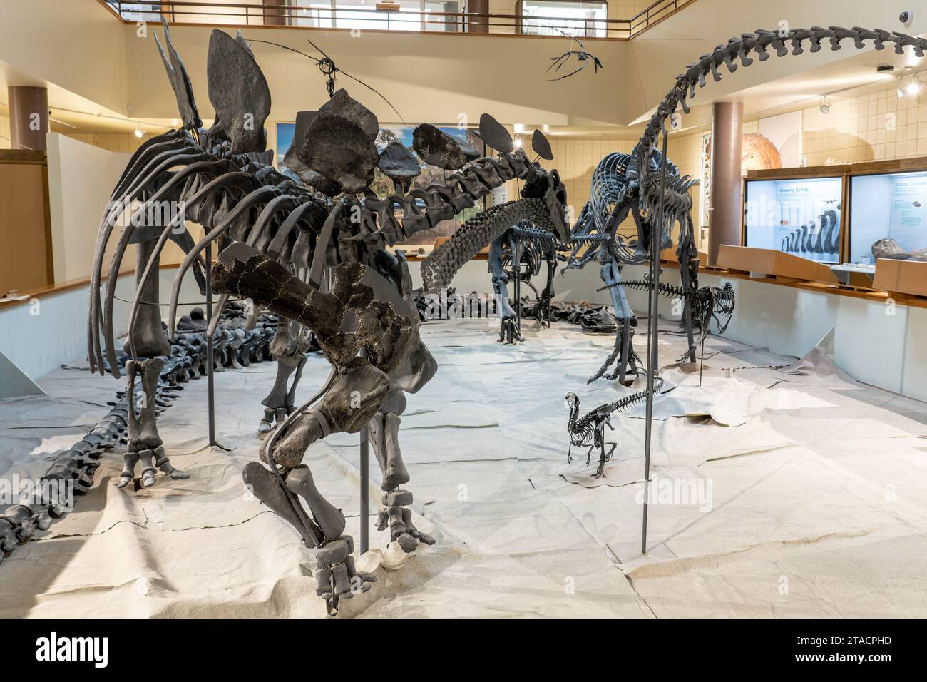 Skeleton cast of a stegosaurus, Stegosaurus stenops, in the USU Eastern ...