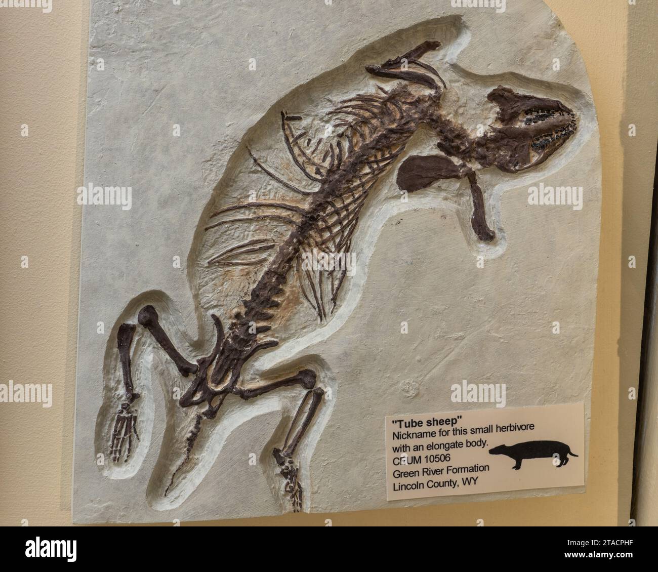 Fossil of a tube sheep, Hyopsodus wortmani, a small mammal, in the USU ...