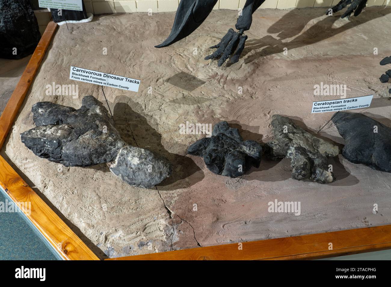 Fossilized carnivorous dinosaur track from a coal mine in the USU ...