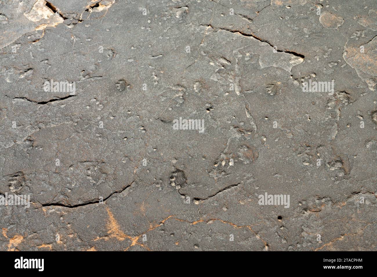 Fossilized footprints of small mammal-like reptiles in sandstone. USU ...
